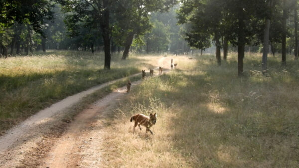 Best Safari Gates (Safari Zones) at Pench National Park