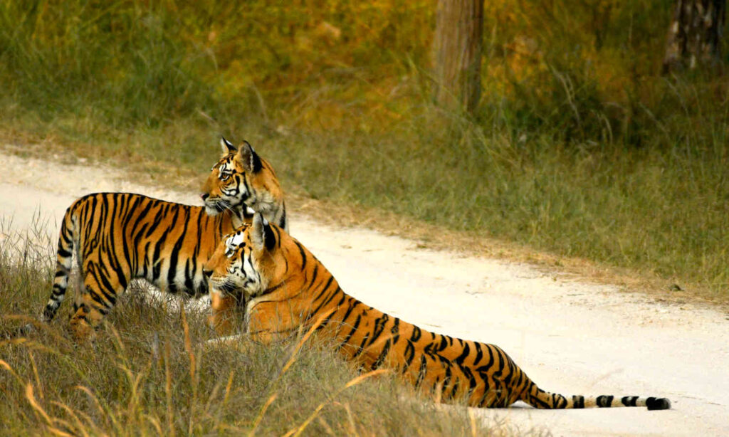 Famous Tigers of Pench National Park