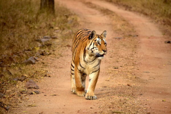 Famous Tigers of Pench National Park