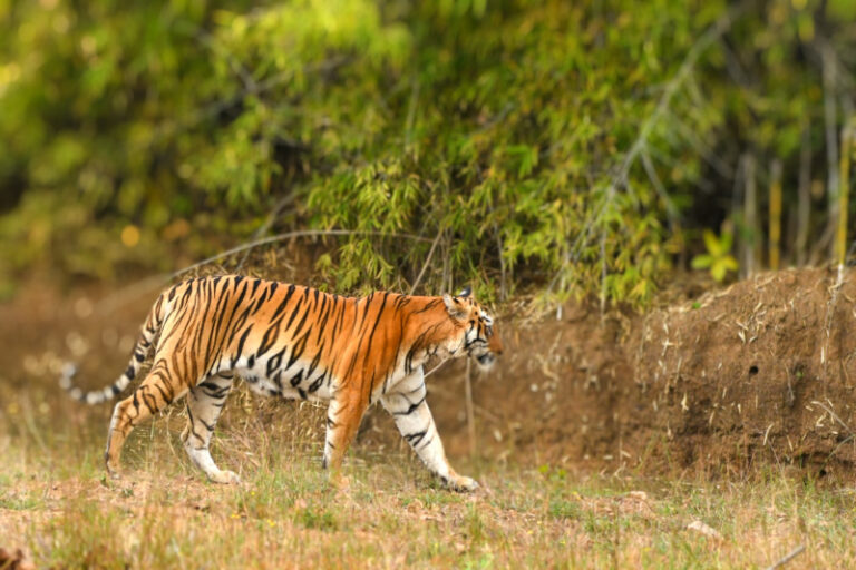 Safari Zones and Gates at Tadoba