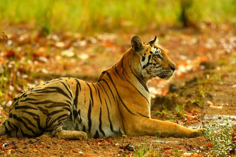 Tiger-Kanha-National-Park