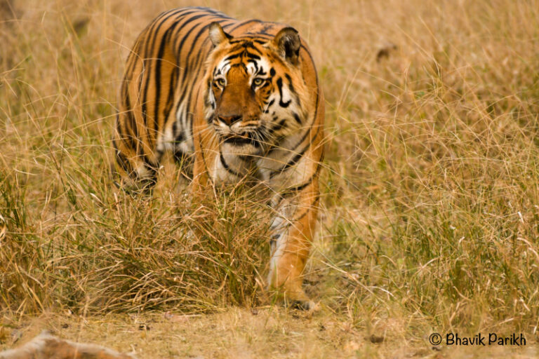 Famous Tigers of Pench National Park