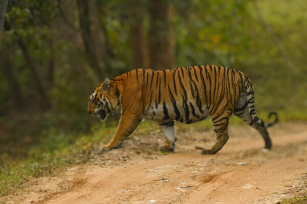 Safari Zones and Gates at Kanha