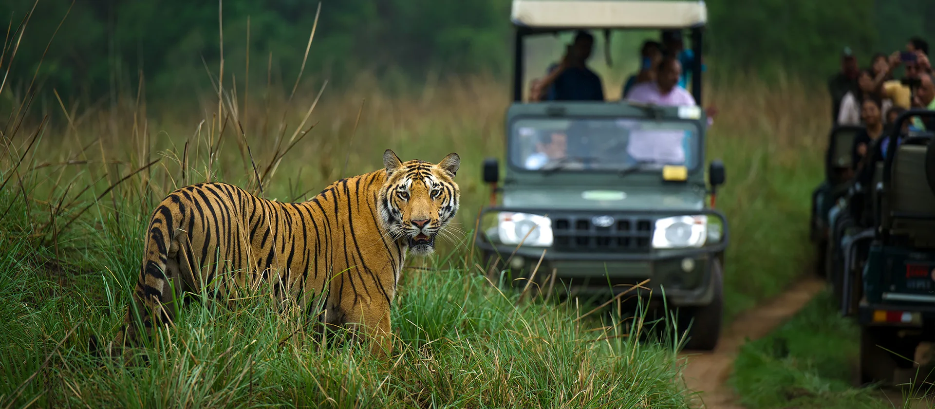 Jungle Safari