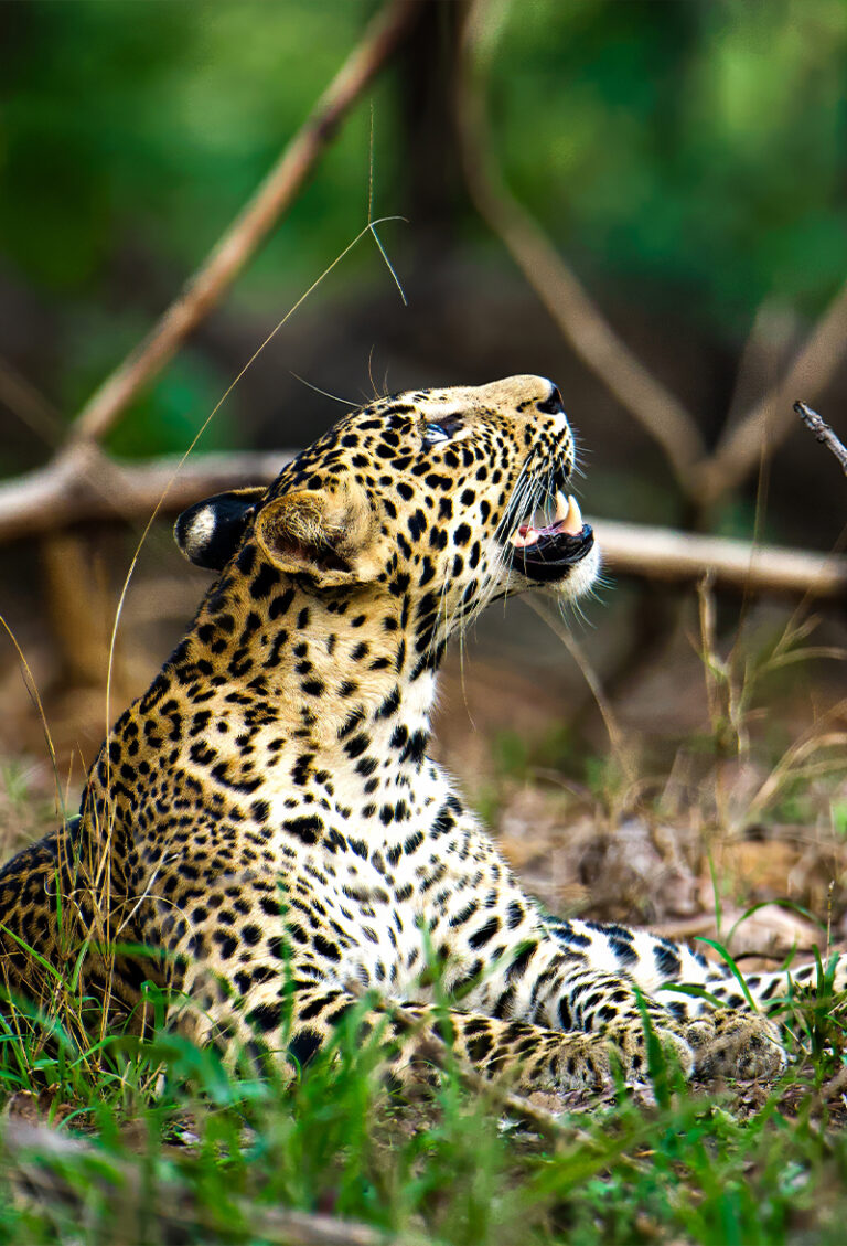 Jungle Trail | Wildlife Safaris in India & Africa | Jungle Safari in India