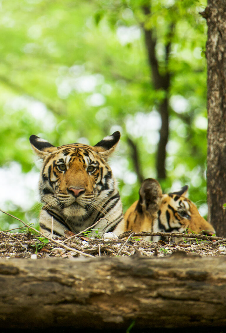 Jungle Trail | Wildlife Safaris in India & Africa | Jungle Safari in India