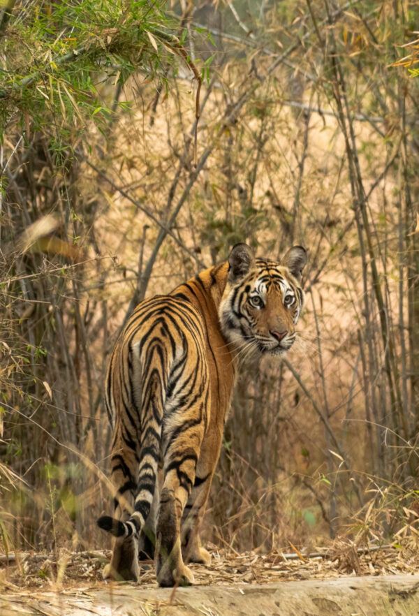 Jungle Trail | Wildlife Safaris in India & Africa | Jungle Safari in India