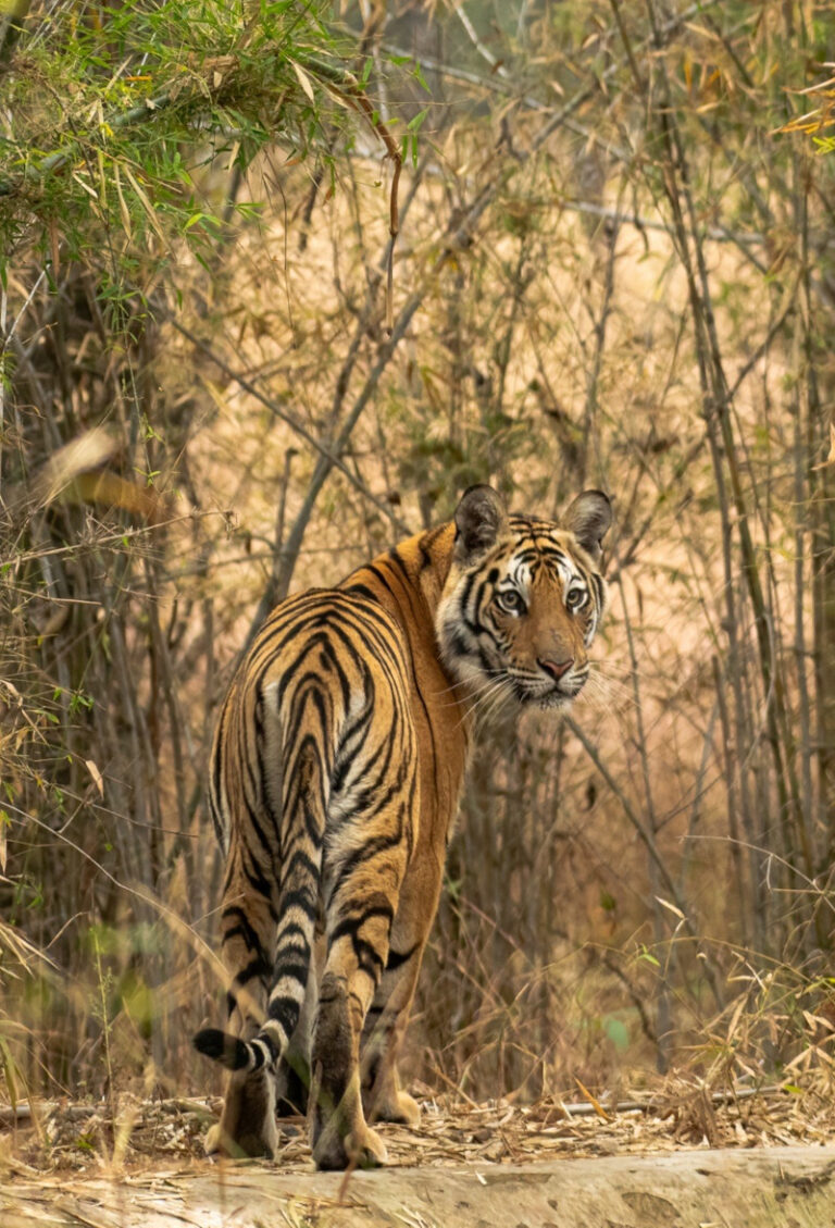 Jungle Trail | Wildlife Safaris in India & Africa | Jungle Safari in India