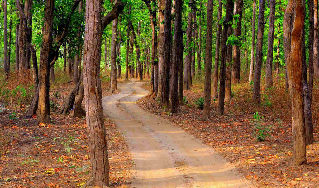 Best Safari Gates (Safari Zones) at Pench National Park
