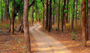 Best Safari Gates (Safari Zones) at Pench National Park