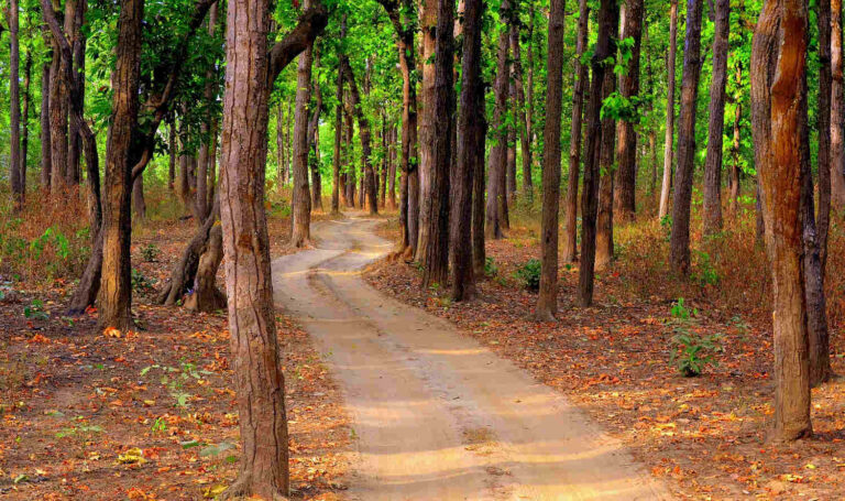 Best Safari Gates (Safari Zones) at Pench National Park