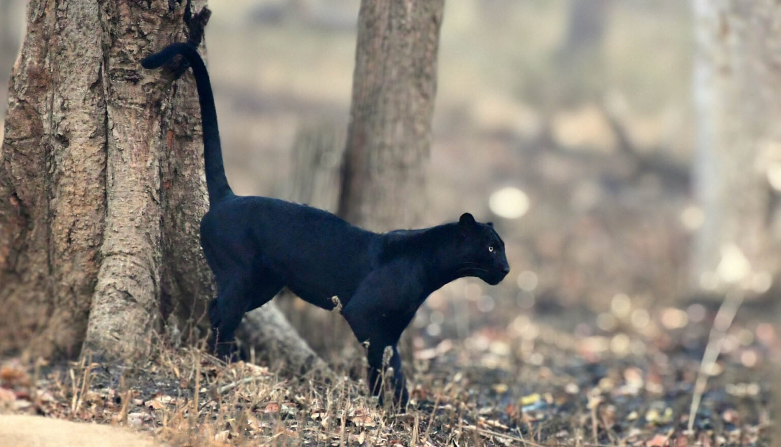 Nagarhole Jungle Safari | Kabini Jungle Safari Booking | Nagarhole Forest Safari