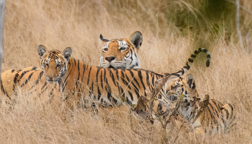 Pench National Park Tour Packages - JungleTrail