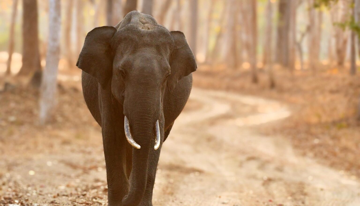 Nagarhole Jungle Safari | Kabini Jungle Safari Booking | Nagarhole Forest Safari