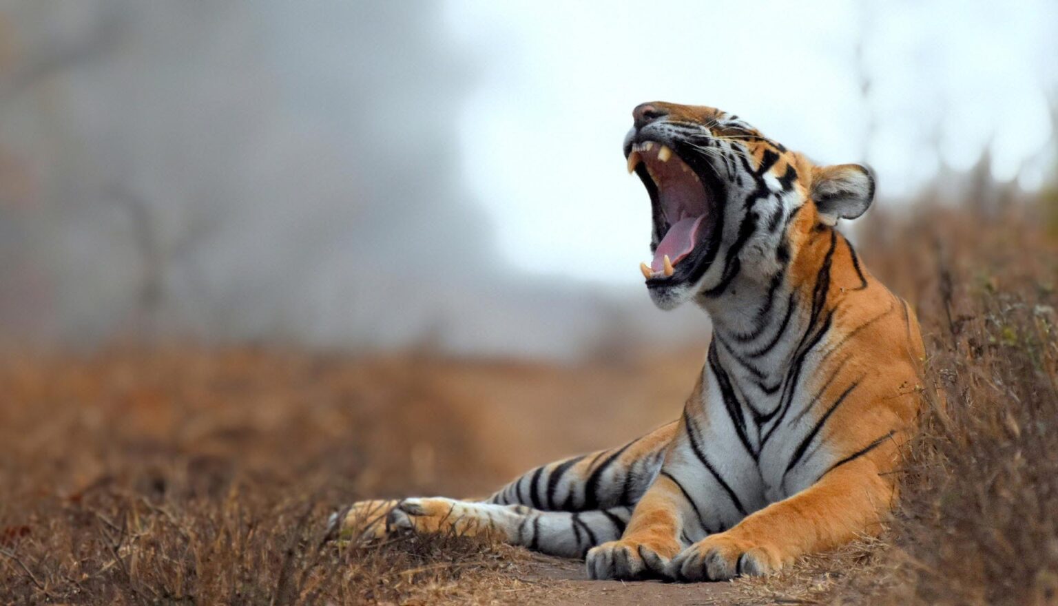 Nagarhole Jungle Safari | Kabini Jungle Safari Booking | Nagarhole Forest Safari