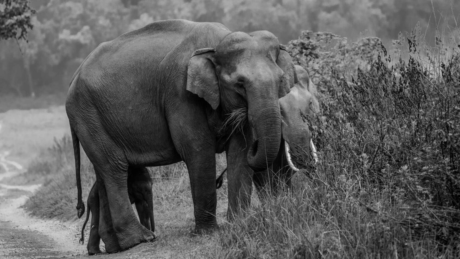 Corbett | Jungle Trail