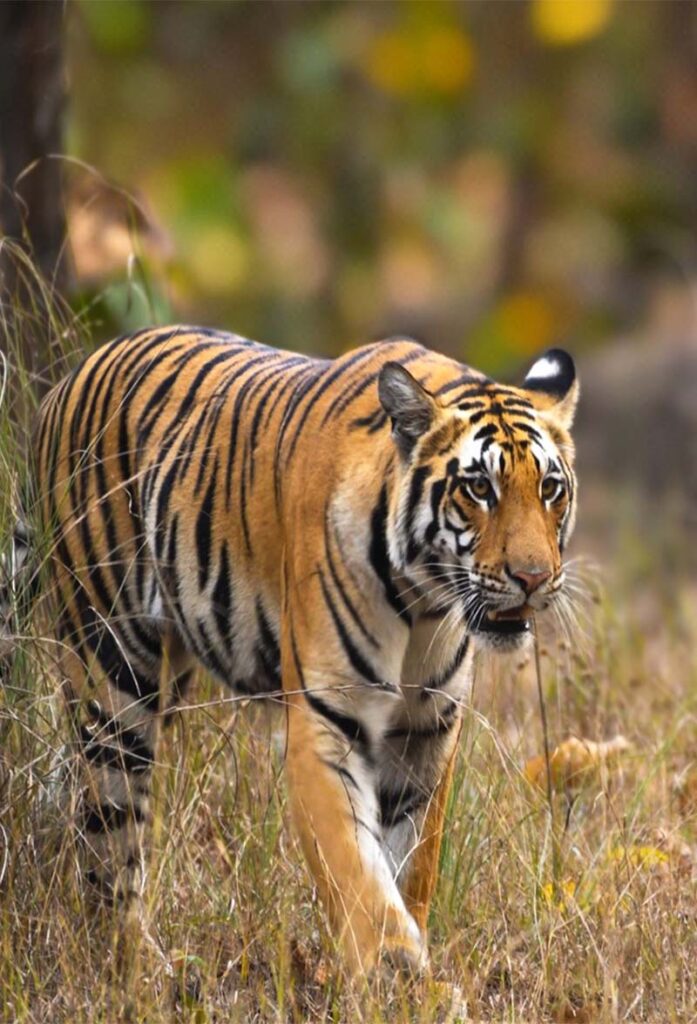 Safari Zones and Gates at Kanha