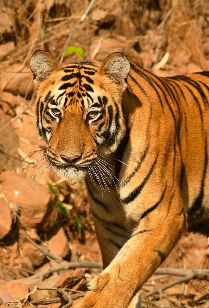 Jungle Trail | Wildlife Safaris in India & Africa | Jungle Safari in India