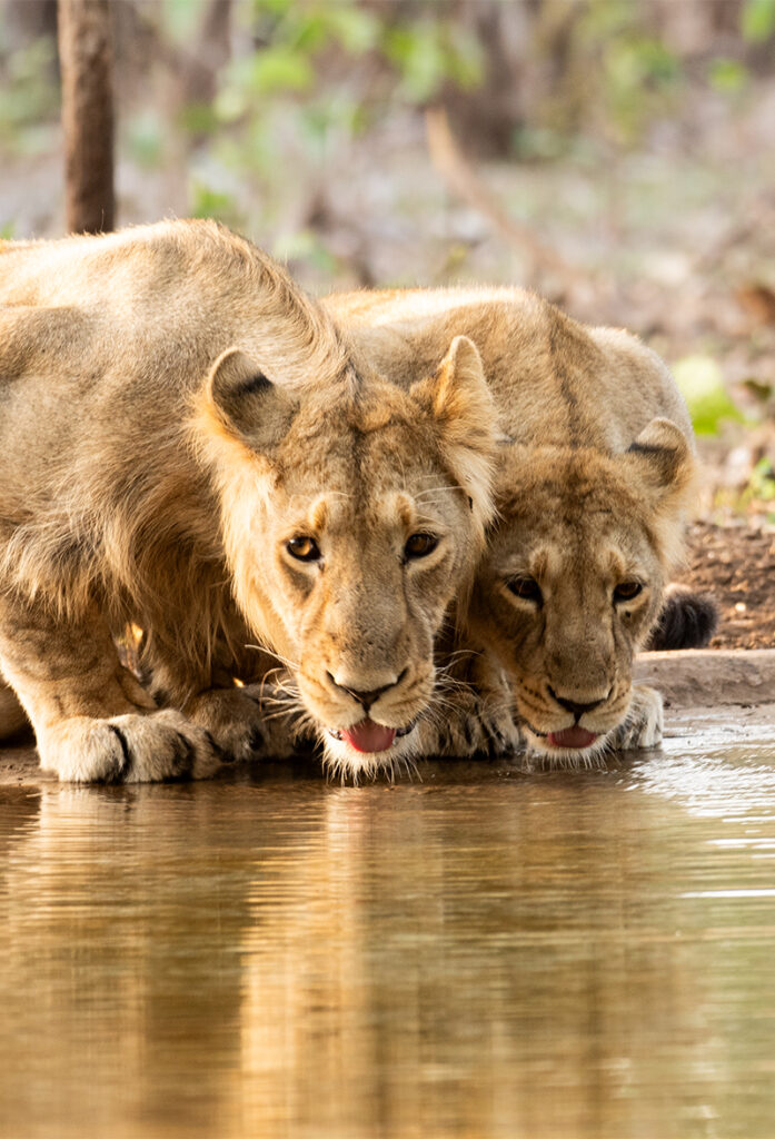 Jungle Trail | Wildlife Safaris in India & Africa | Jungle Safari in India