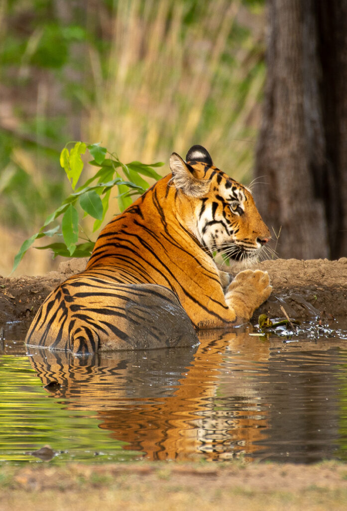 Jungle Trail | Wildlife Safaris in India & Africa | Jungle Safari in India