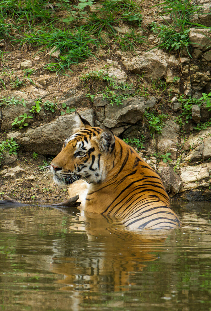 Jungle Trail | Wildlife Safaris in India & Africa | Jungle Safari in India